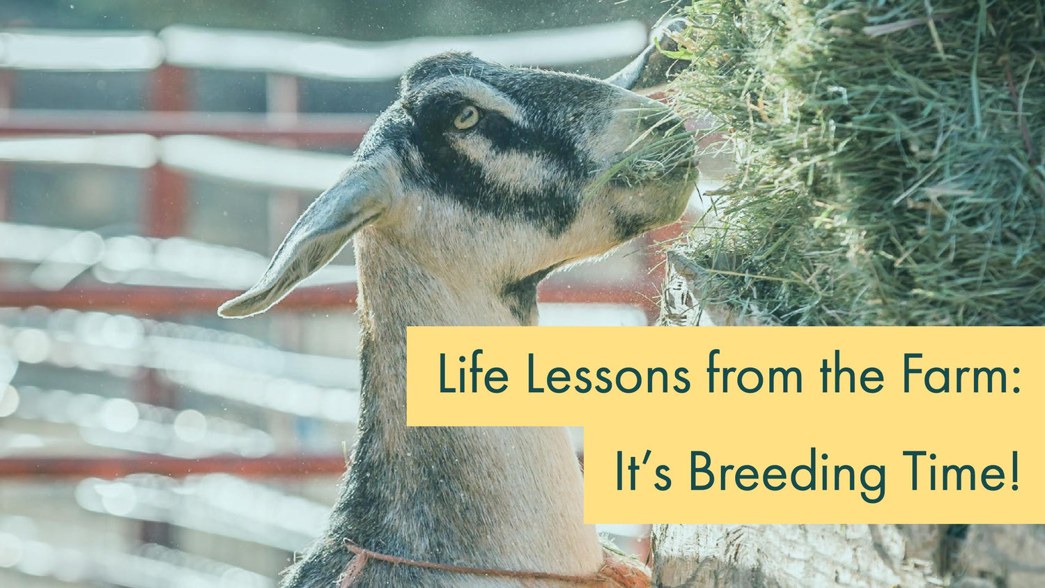 Life Lessons from the Farm | Bend Soap Company
